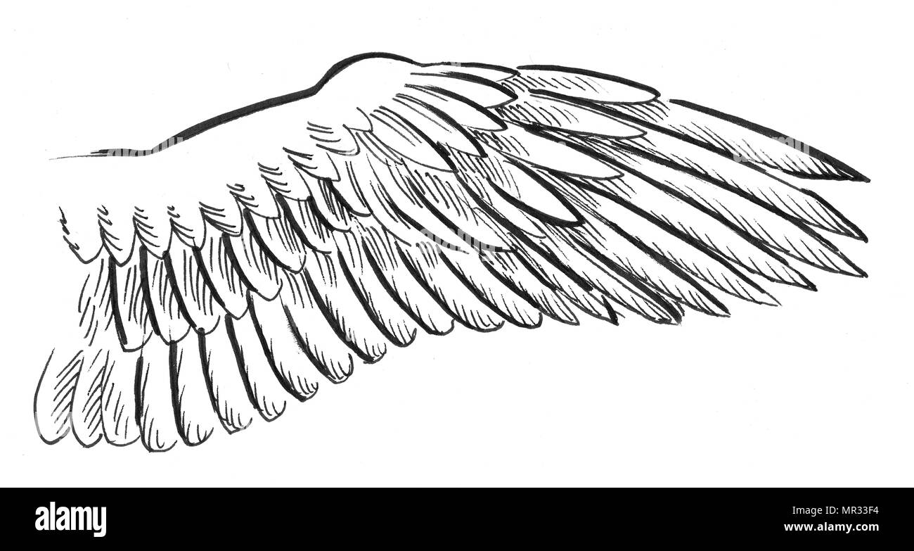 White wing. Ink illustration Stock Photo - Alamy