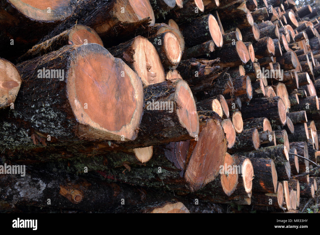 larch logs at logging in the autumn forest Stock Photo - Alamy