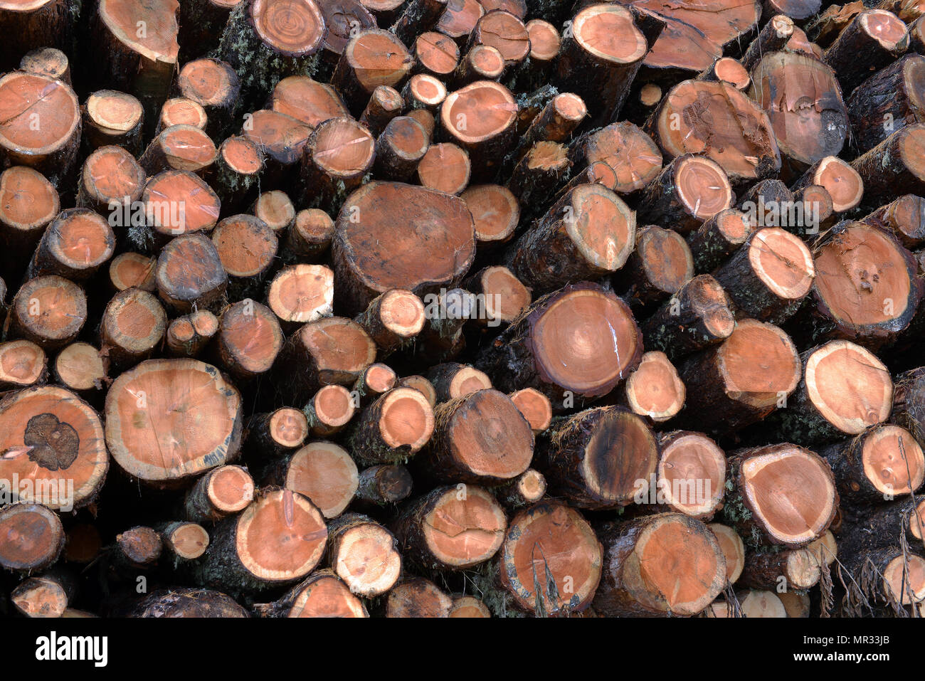 Larch tree logs hi-res stock photography and images - Alamy