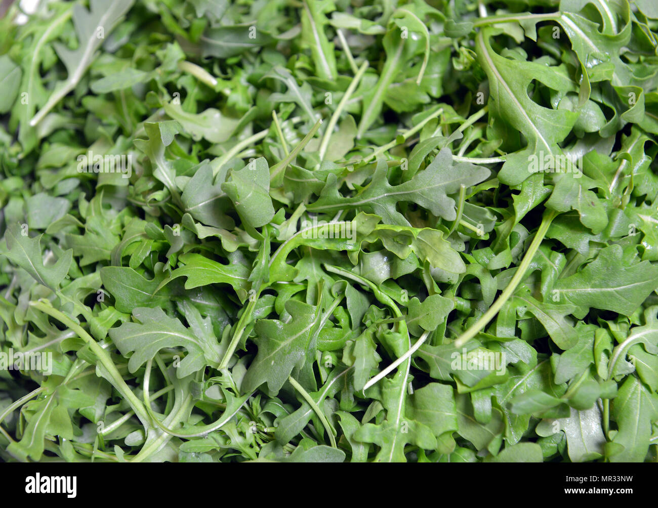 Rucola leaves close-up photo Stock Photo - Alamy