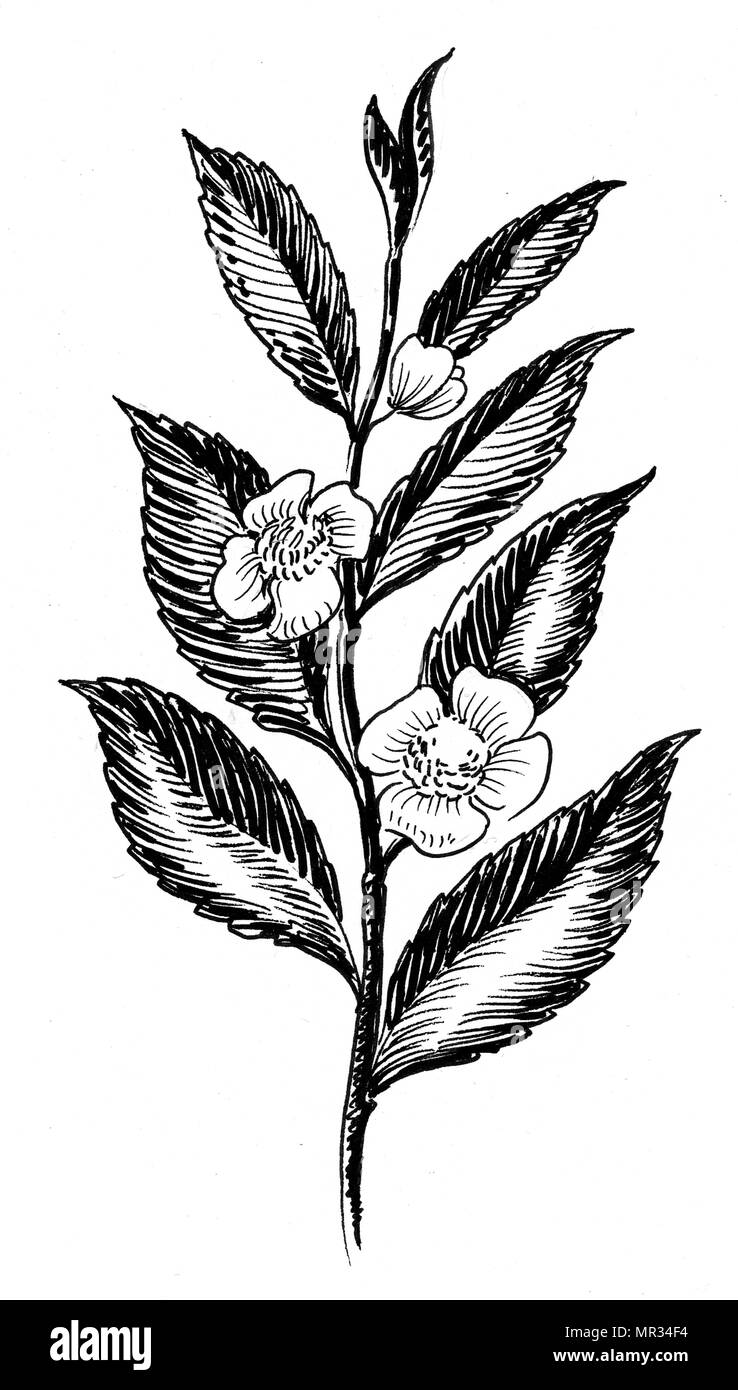 Tea Plant Drawing
