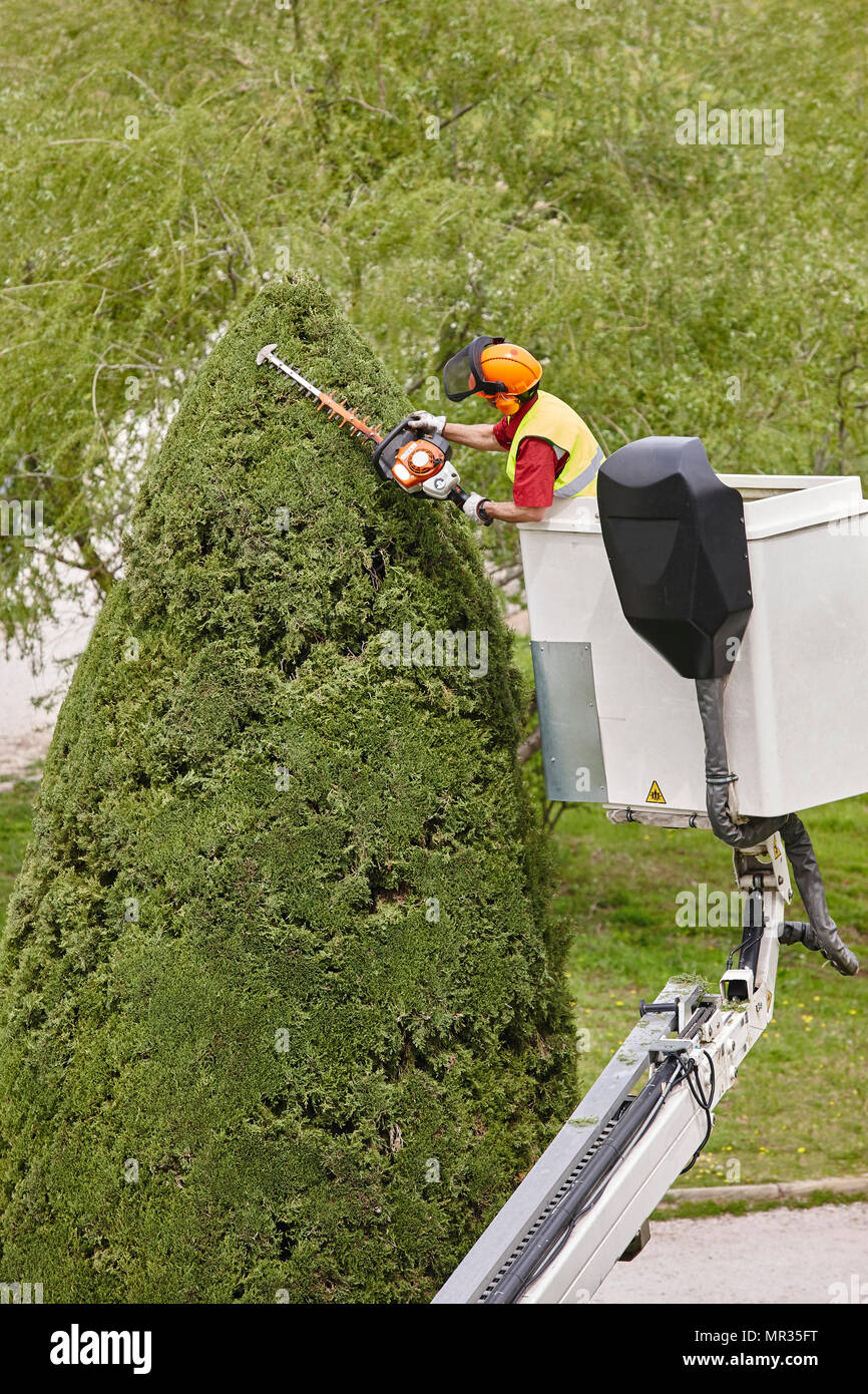 Equiped worker pruning a tree on a crane. Gardening works Stock Photo ...
