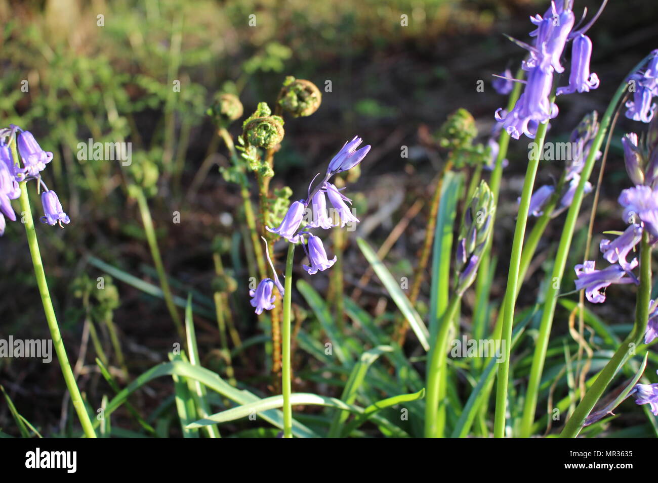 Bluebells and Fern in West Sussex UK Stock Photo - Alamy