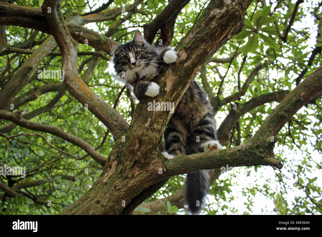 Cat climbing a rhododendron tree Stock Photo - Alamy