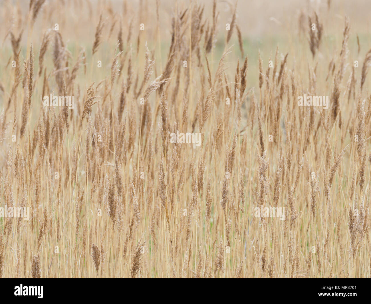 Vector background with grass hi-res stock photography and images - Alamy