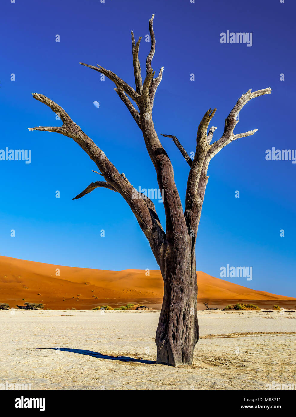 Petrified acacia tree hi-res stock photography and images - Alamy