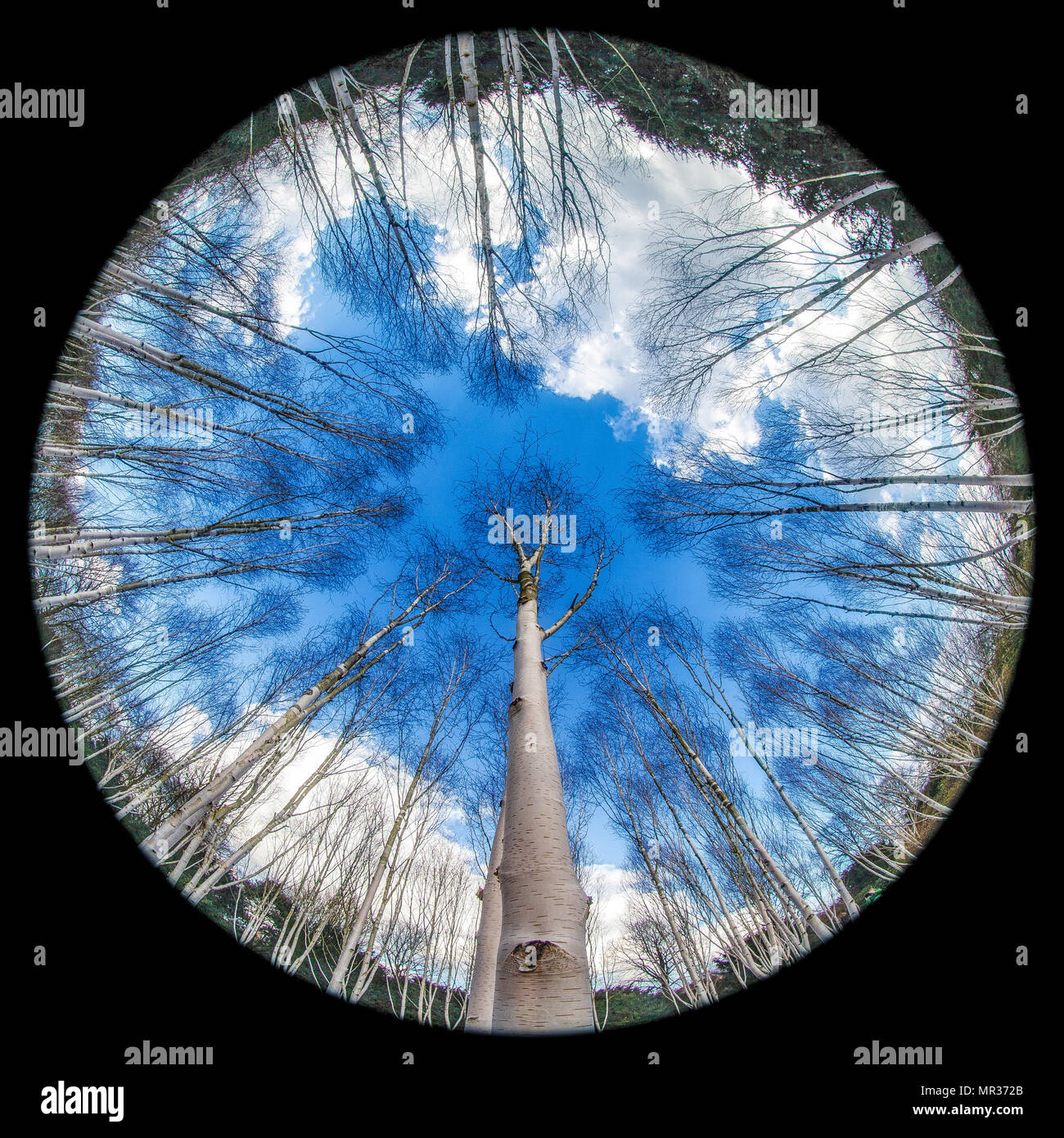A group of silver birch trees taken with a fisheye lens Stock Photo - Alamy