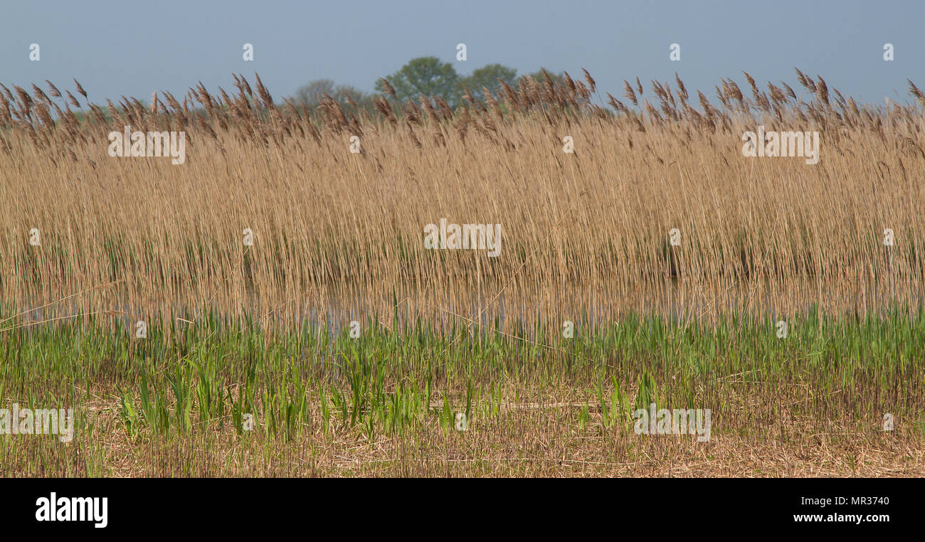 Marshy river hi-res stock photography and images - Alamy