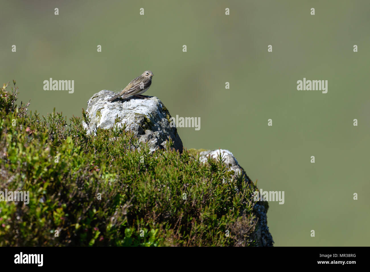 Natural looking rocky perch hi-res stock photography and images - Alamy