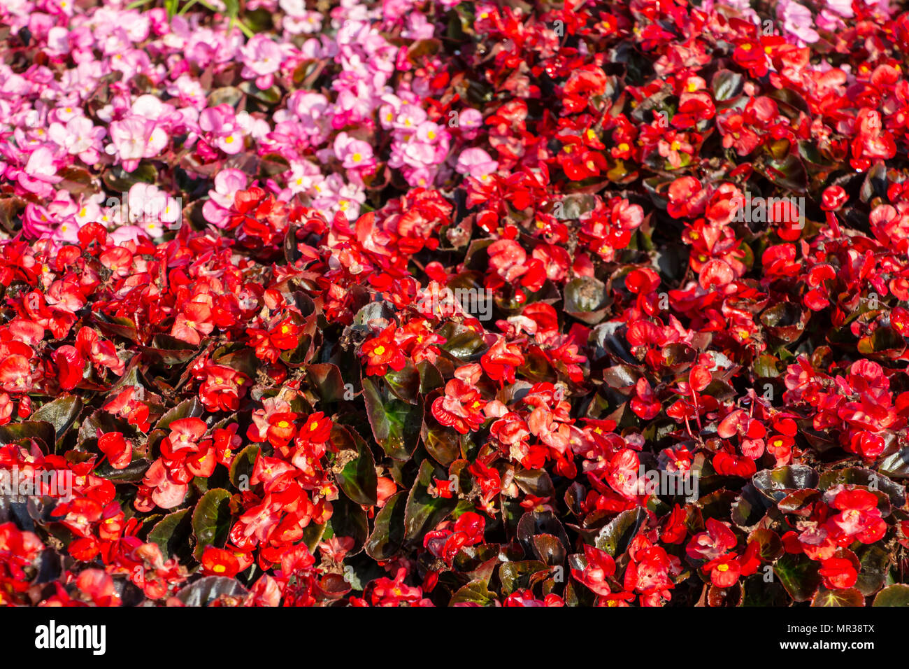 Begonia flowers background Stock Photo - Alamy