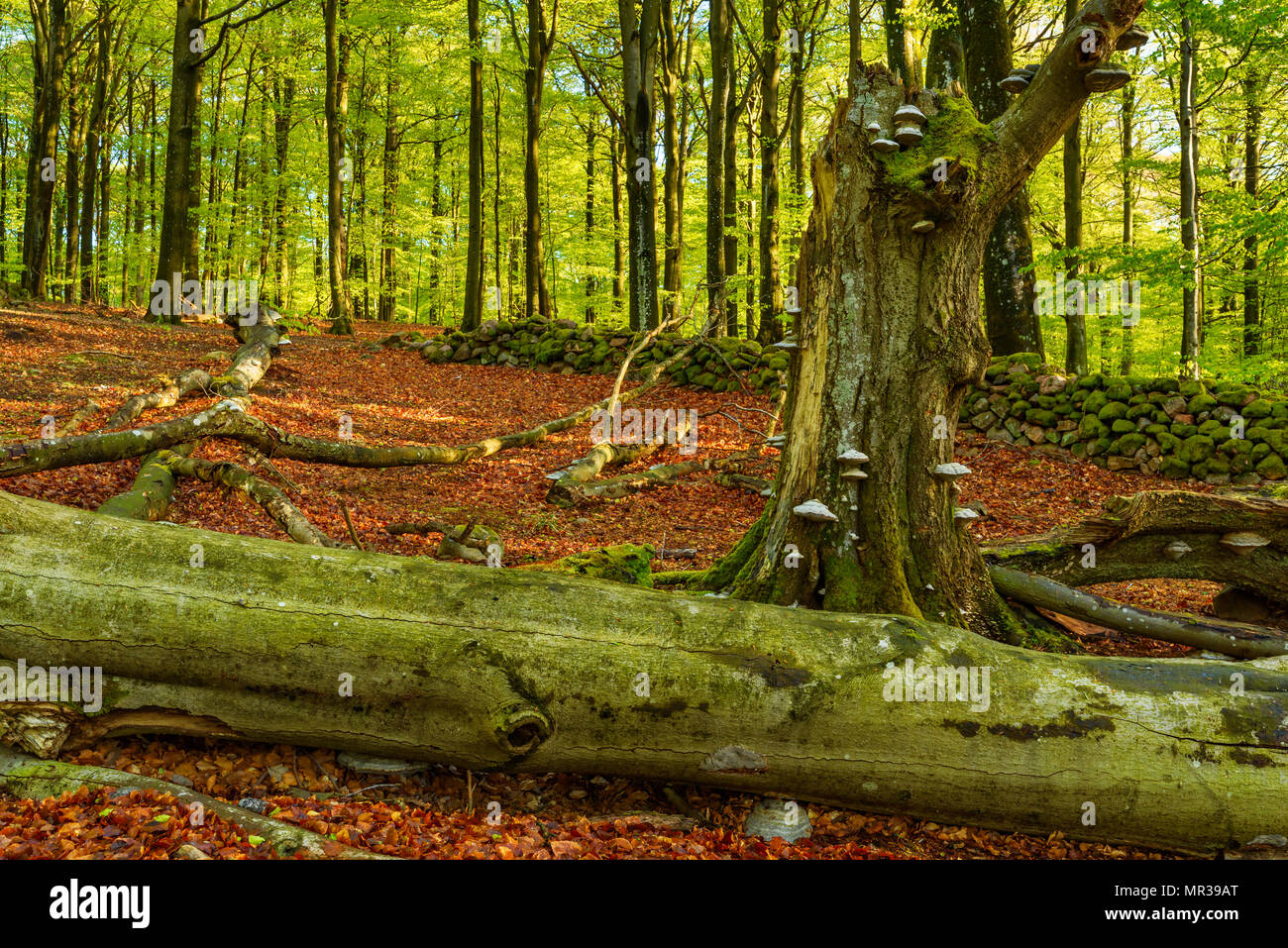 Dead beech tree stump and trunk with fungi. Stone wall and younger ...