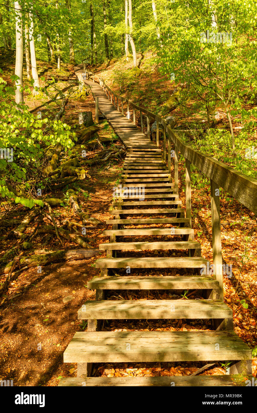 Long wooden staircase on a hillside along a hiking trail in a beech ...