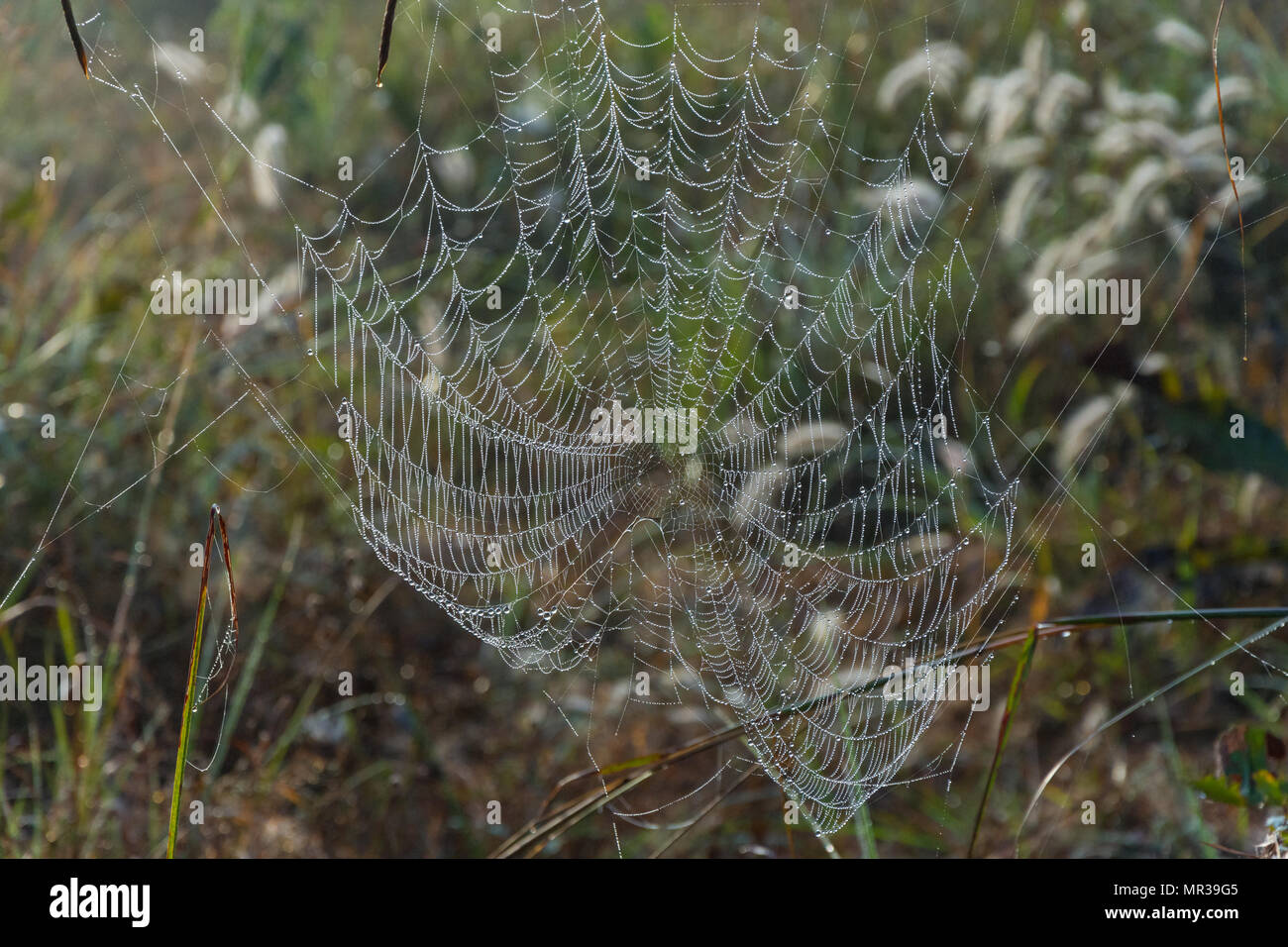 Most beautiful spiders hi-res stock photography and images - Alamy
