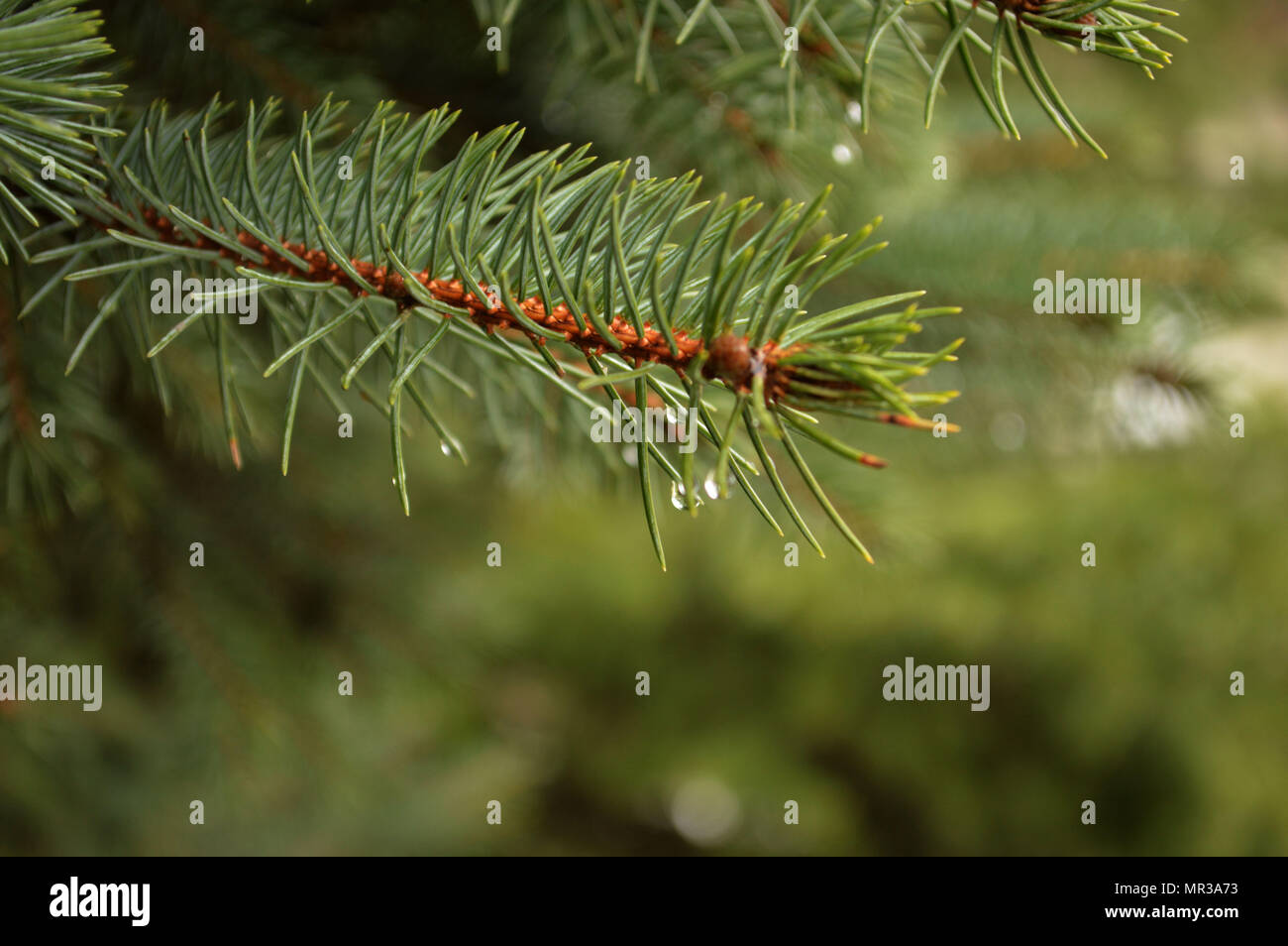 Rain on pine tree hi-res stock photography and images - Alamy