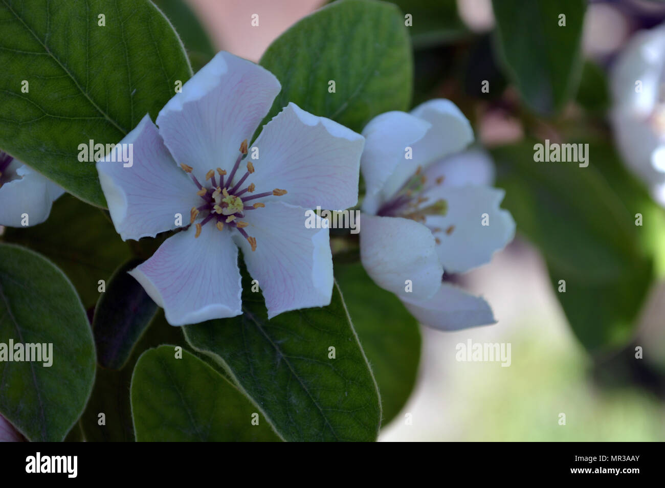 Quince tree in bloom hi-res stock photography and images - Alamy