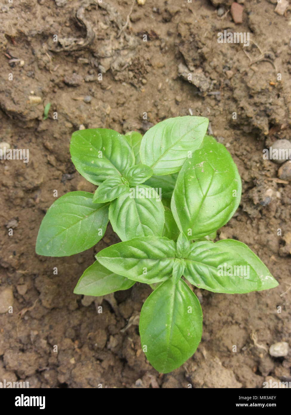 Home basil hi-res stock photography and images - Alamy