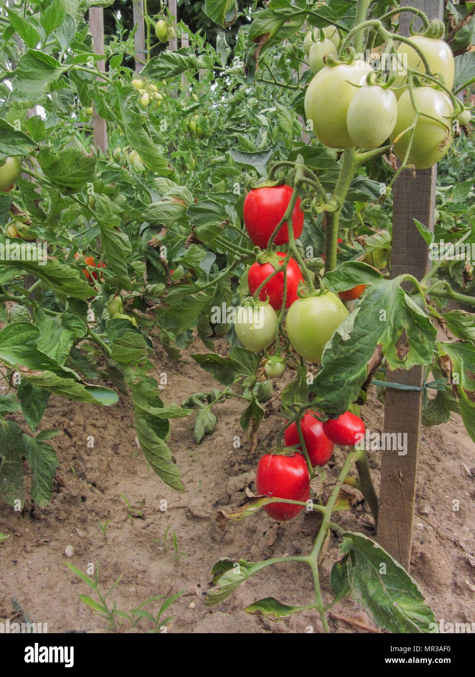 red tomato plants in a home made vegetable garden Stock Photo - Alamy
