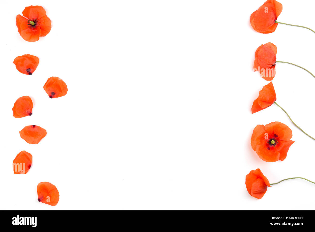 Red poppies on white background. Top view, flat lay Stock Photo - Alamy