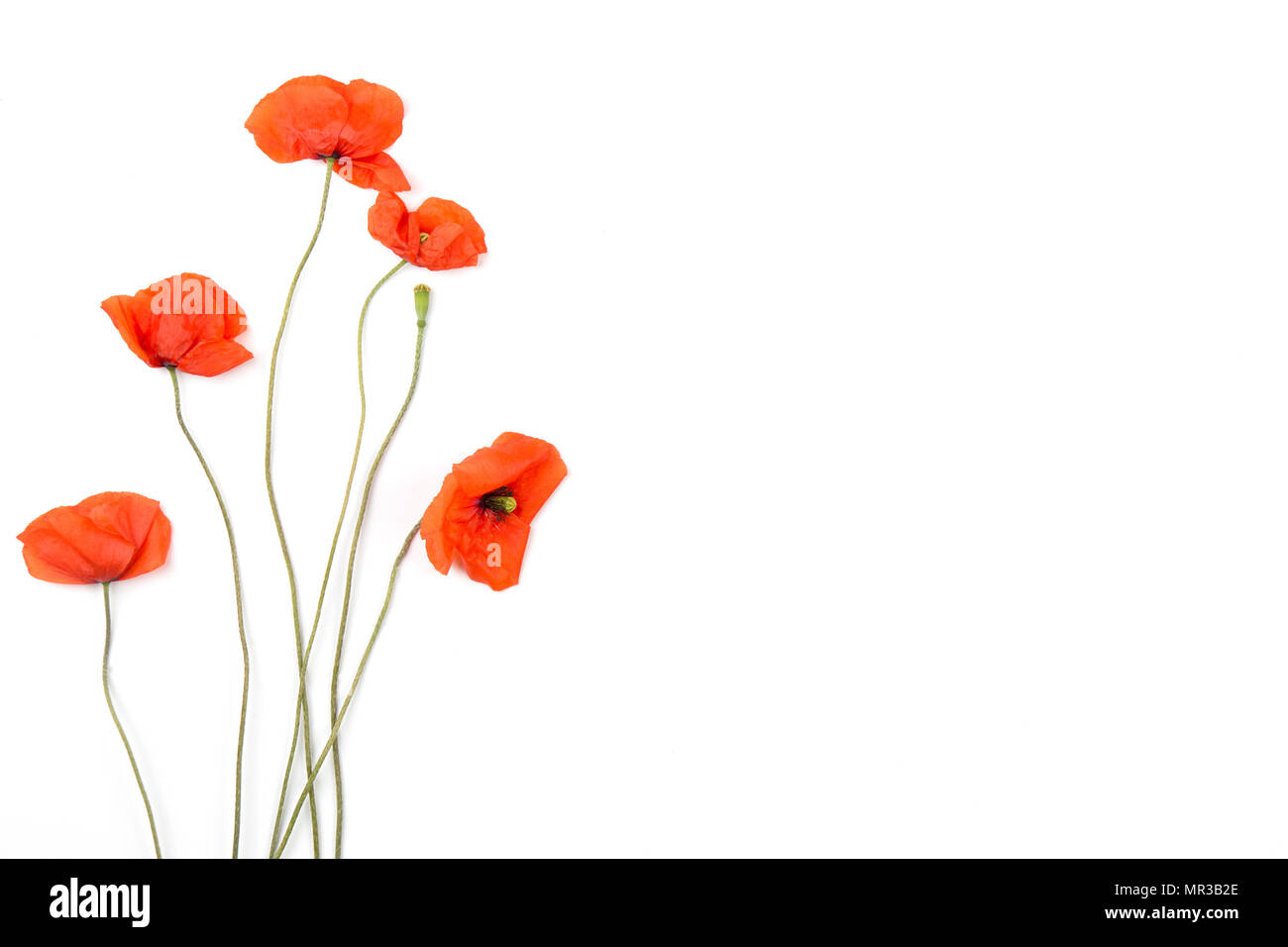 Red poppies on white background. Top view, flat lay Stock Photo - Alamy