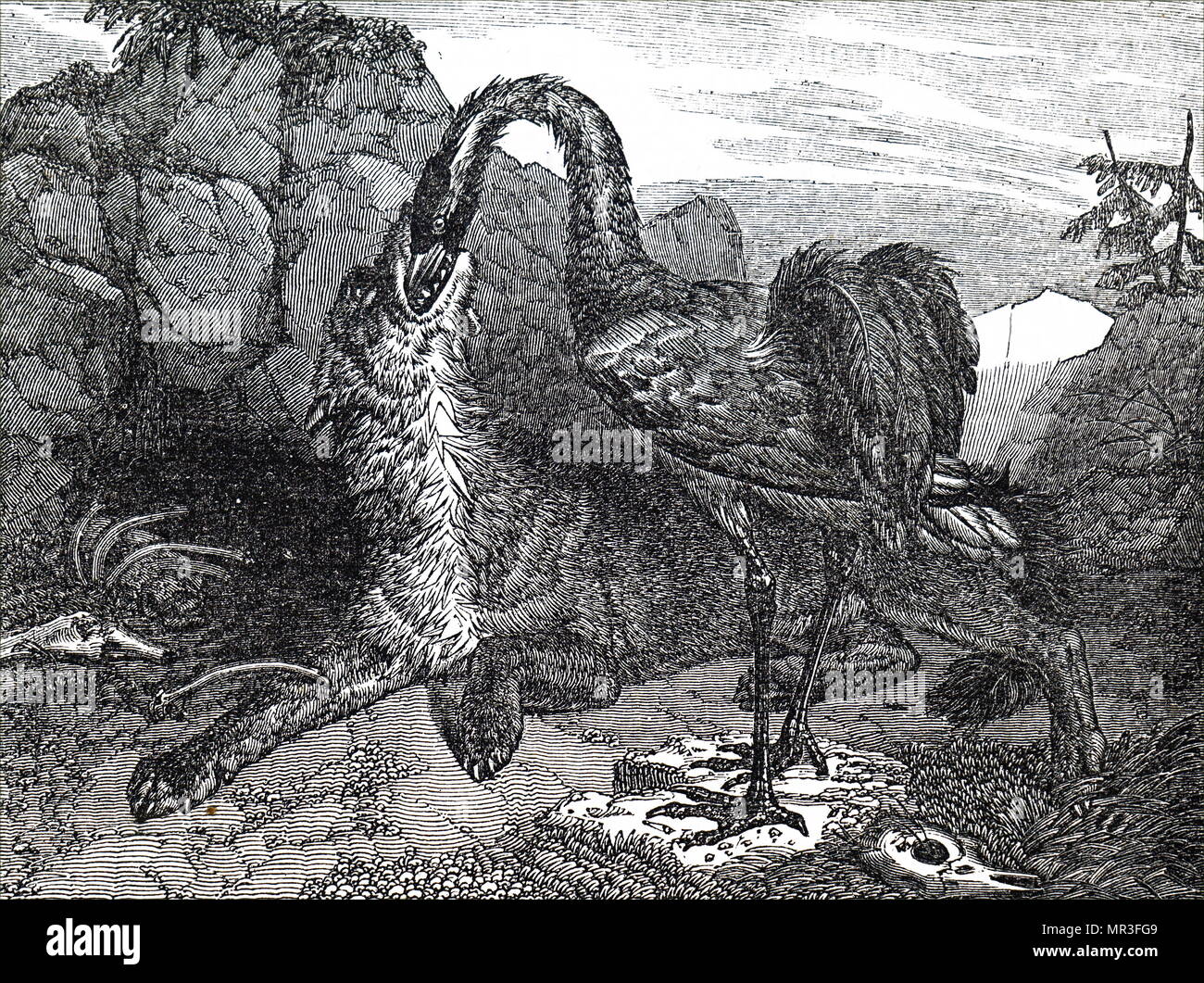 Fable wolf crane hi-res stock photography and images - Alamy