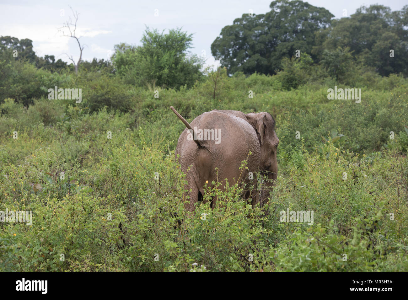 Photo of an elephant in its natural habitat Stock Photo - Alamy