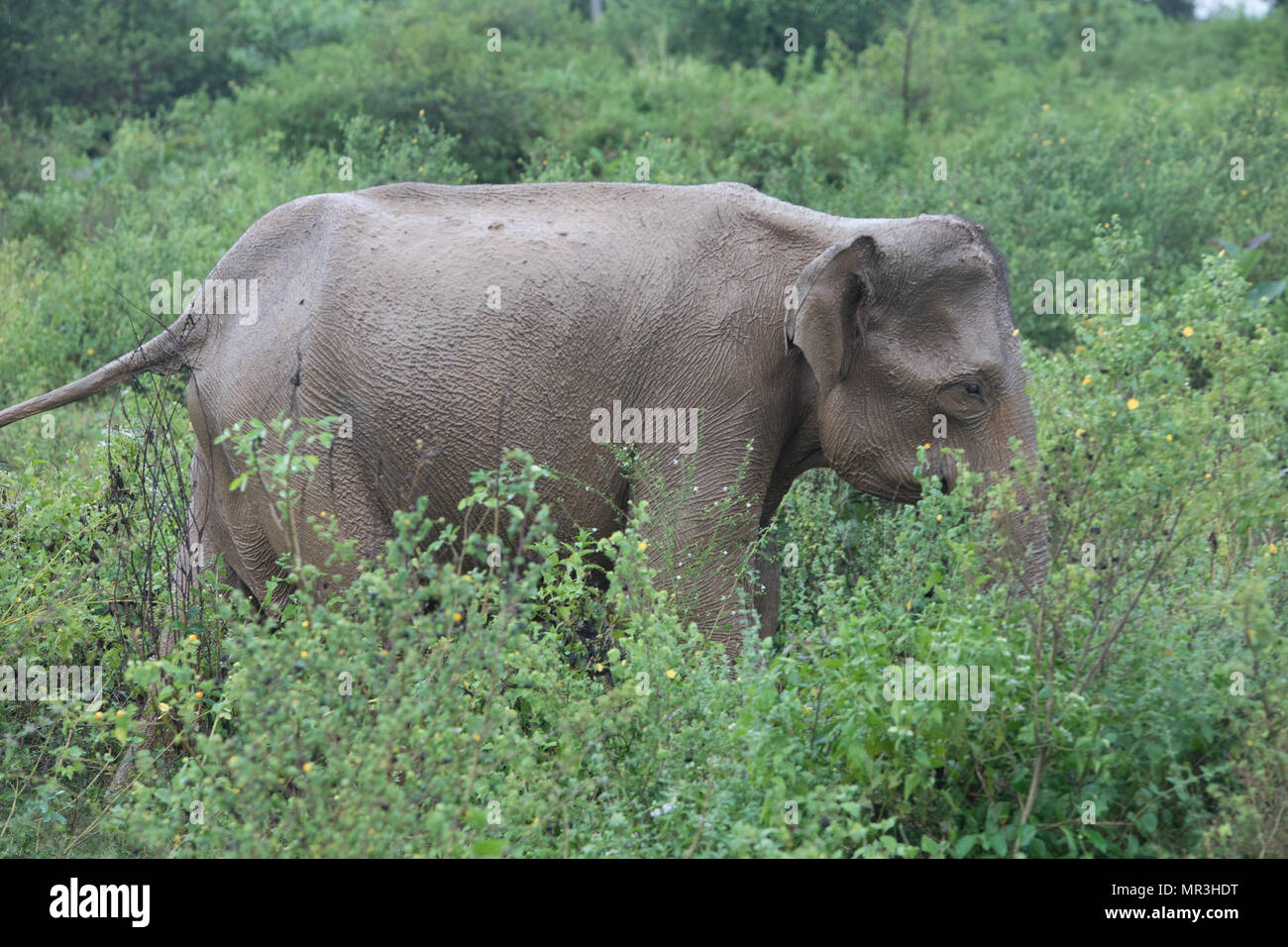 Photo of an elephant in its natural habitat Stock Photo - Alamy