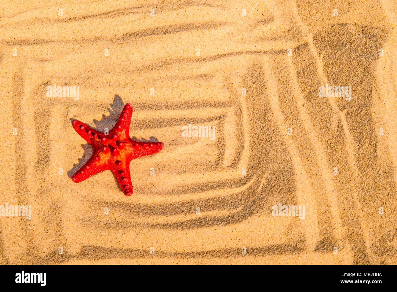 Sea star on a sandy beach Stock Photo - Alamy