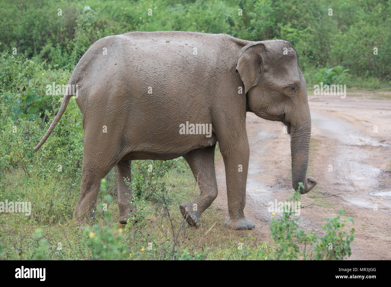 Photo of an elephant in its natural habitat Stock Photo - Alamy