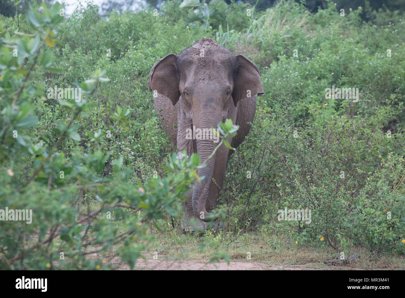 Photo of an elephant in its natural habitat Stock Photo - Alamy