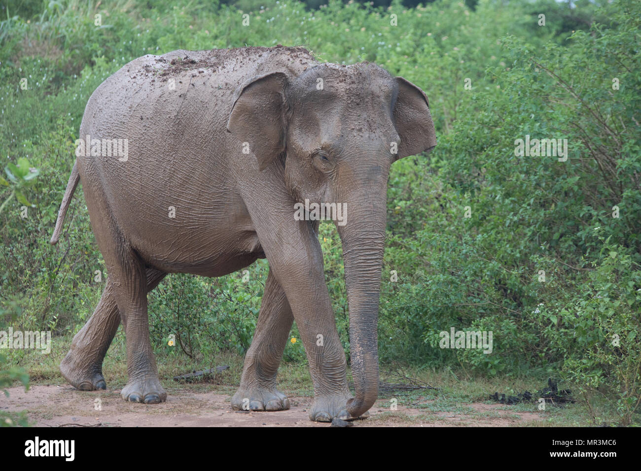 Photo of an elephant in its natural habitat Stock Photo - Alamy