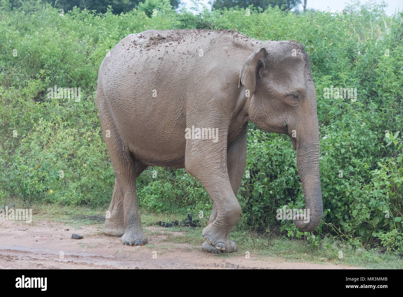 Photo of an elephant in its natural habitat Stock Photo - Alamy