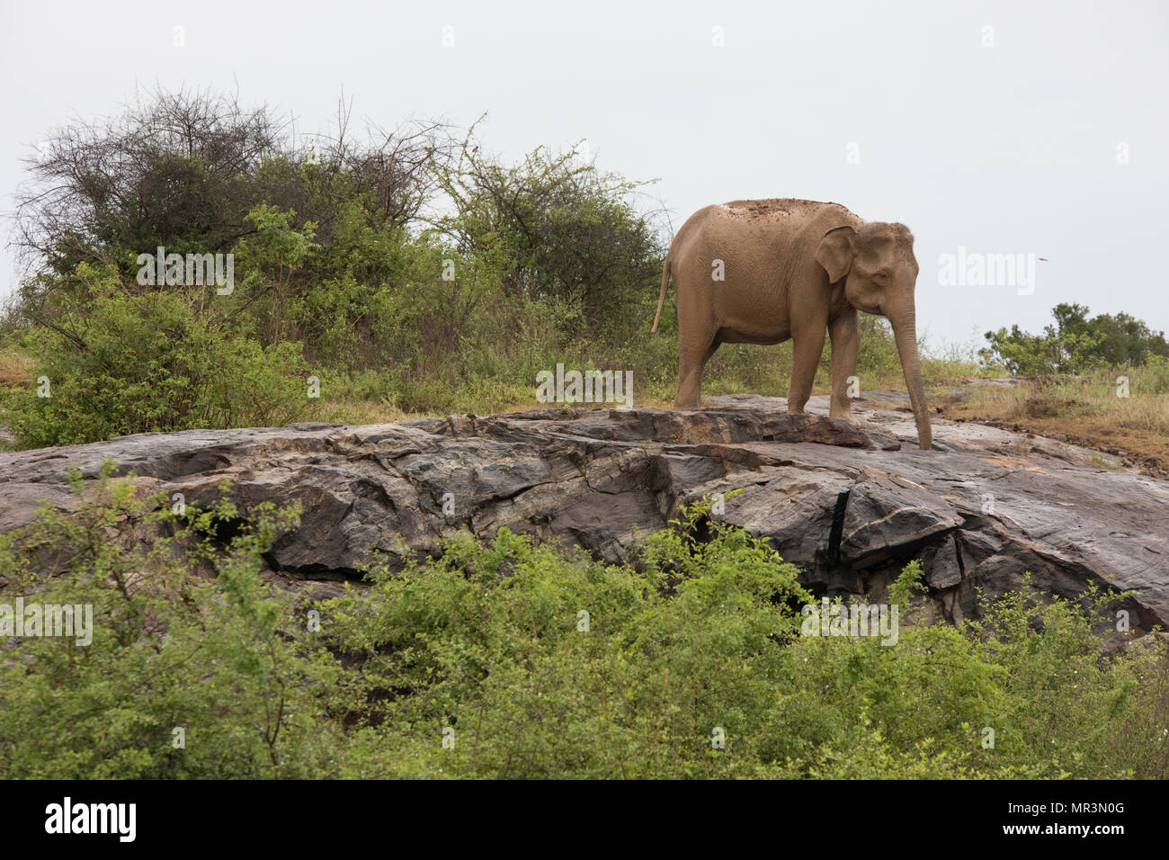 Photo of an elephant in its natural habitat Stock Photo - Alamy