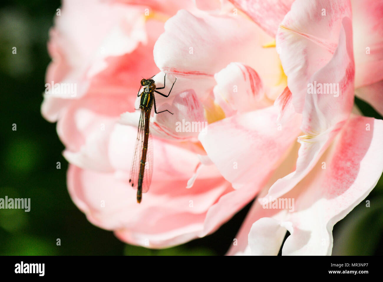 An immature female large red damselfly (Pyrrhosoma nymphula) on the ...