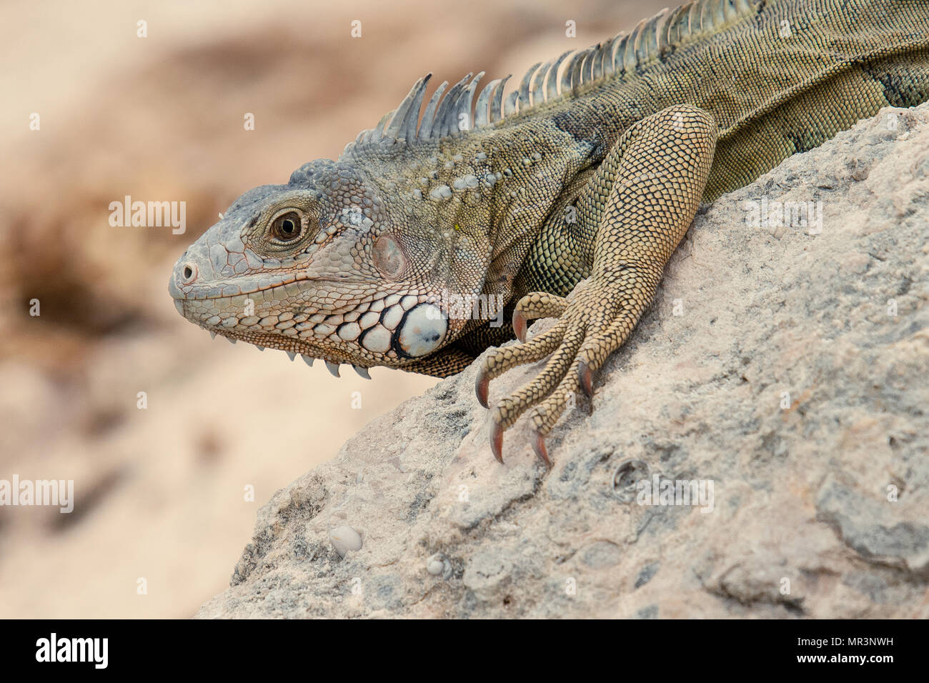 Aruba lizard hi-res stock photography and images - Alamy