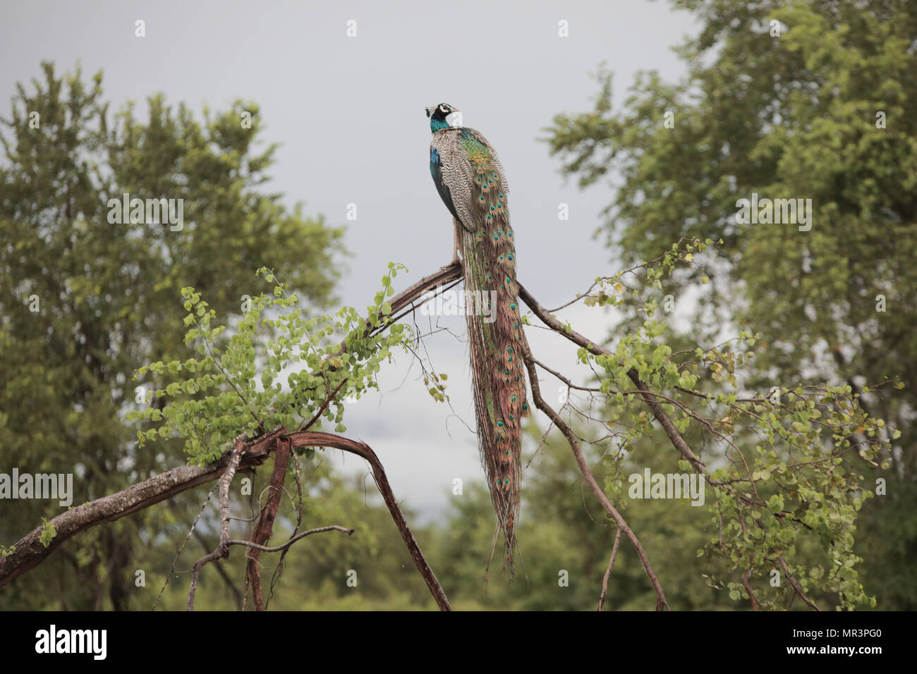 Flock of peacock hi-res stock photography and images - Alamy