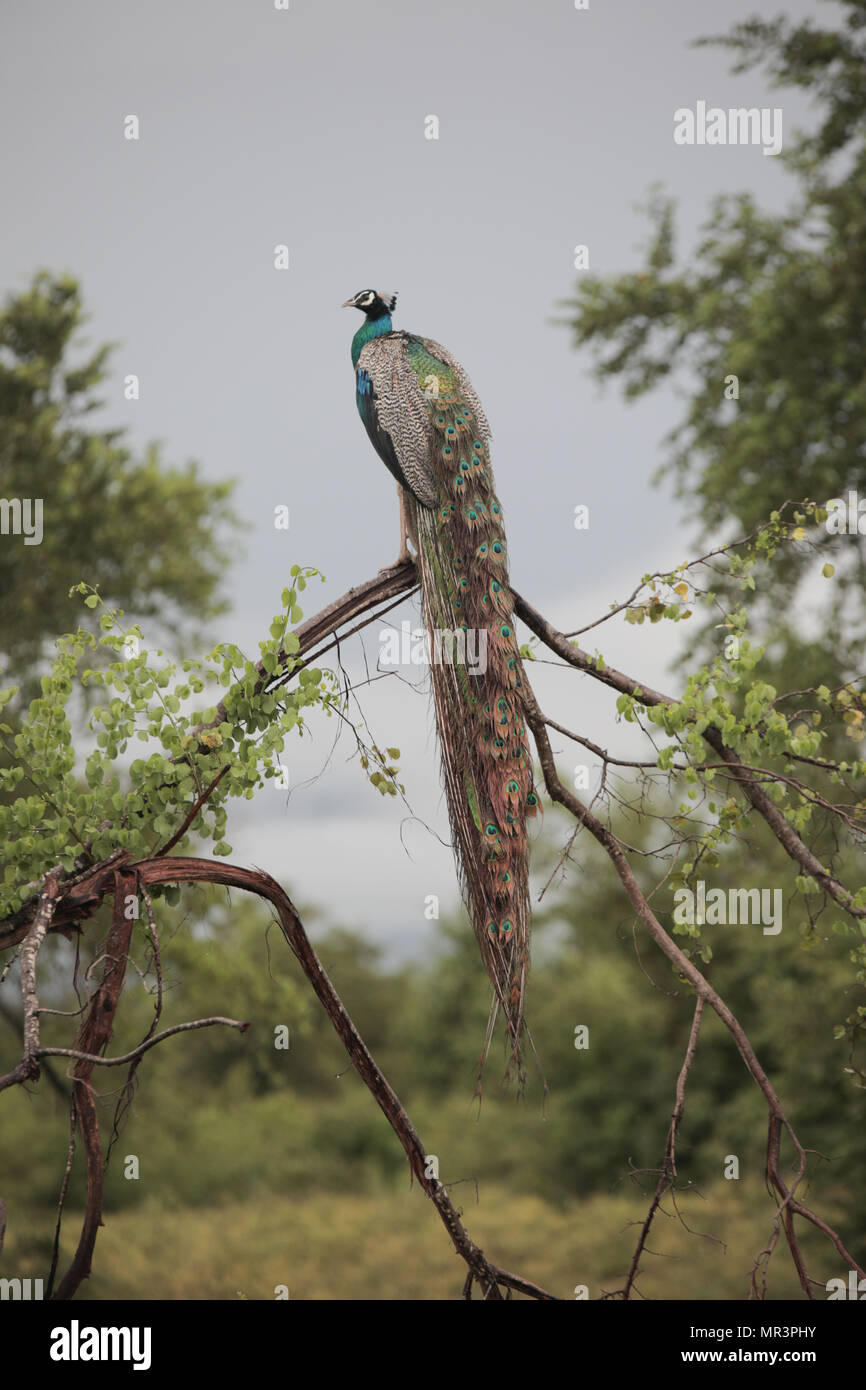 Peacock sitting on the tree branch Stock Photo - Alamy