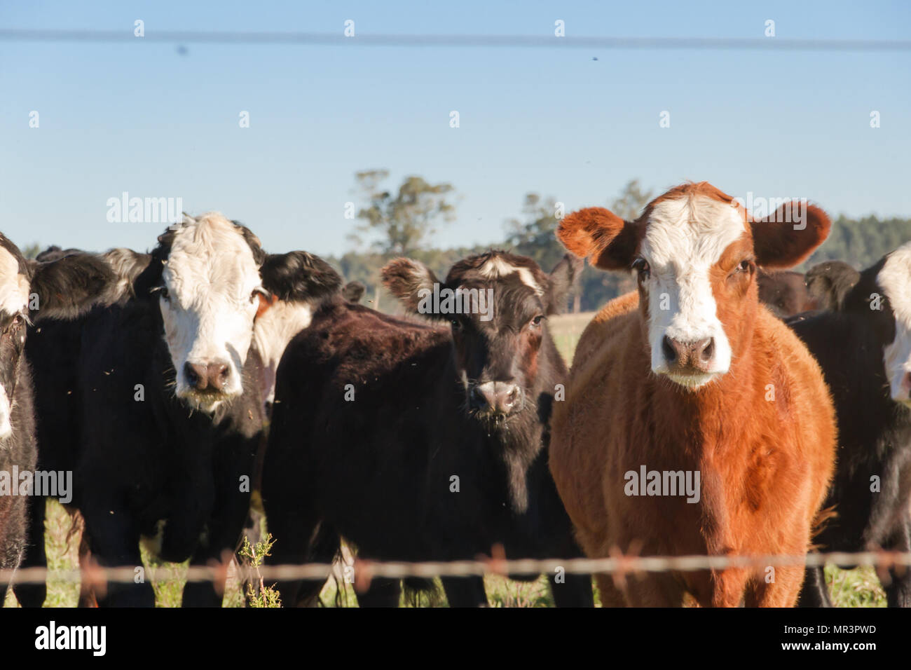 Brahman cattle argentina hi-res stock photography and images - Alamy