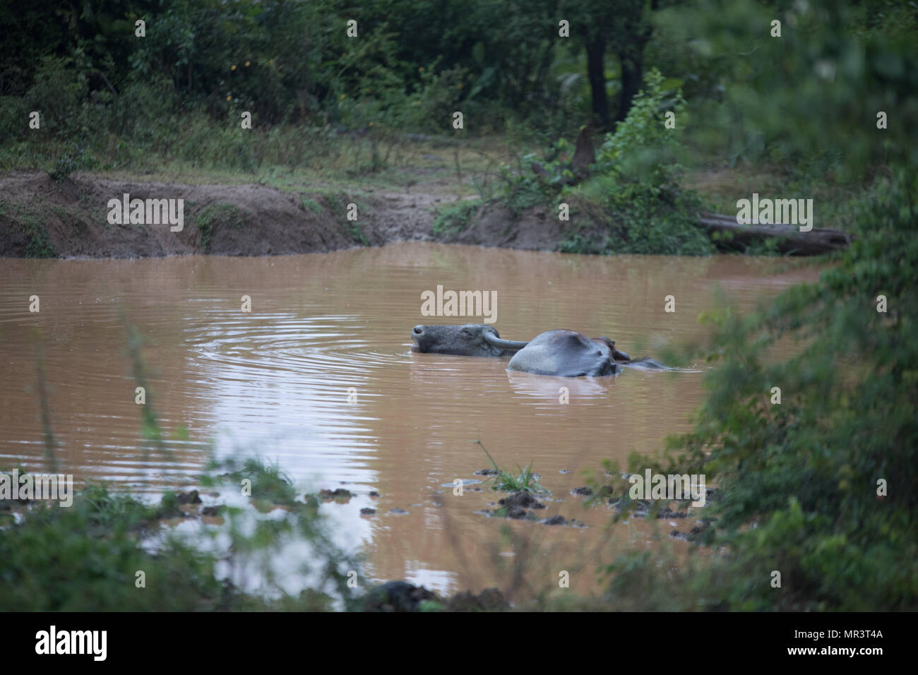 Buffalo lies in a small pond Stock Photo - Alamy
