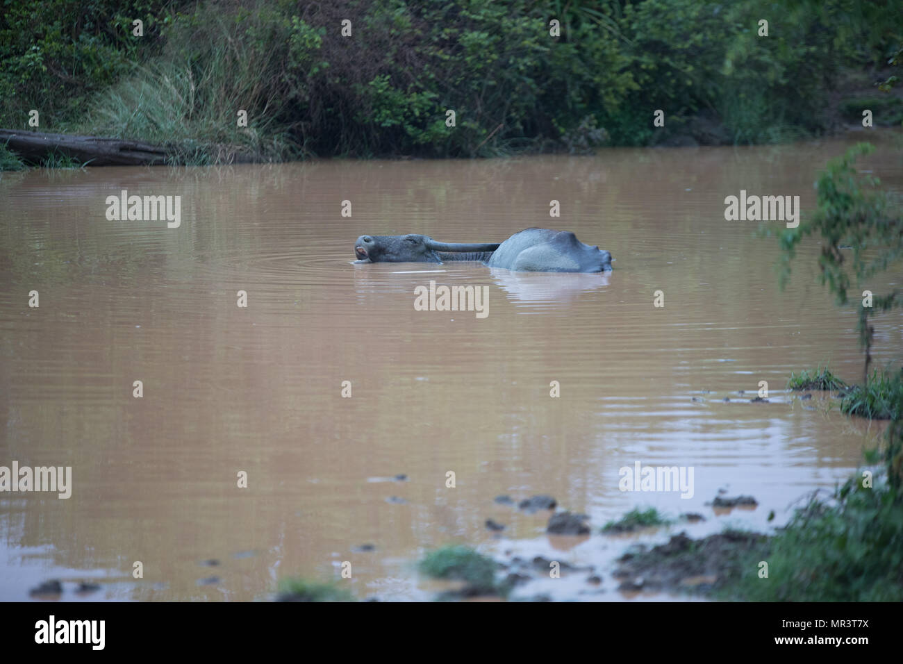 Buffalo lies in a small pond Stock Photo - Alamy