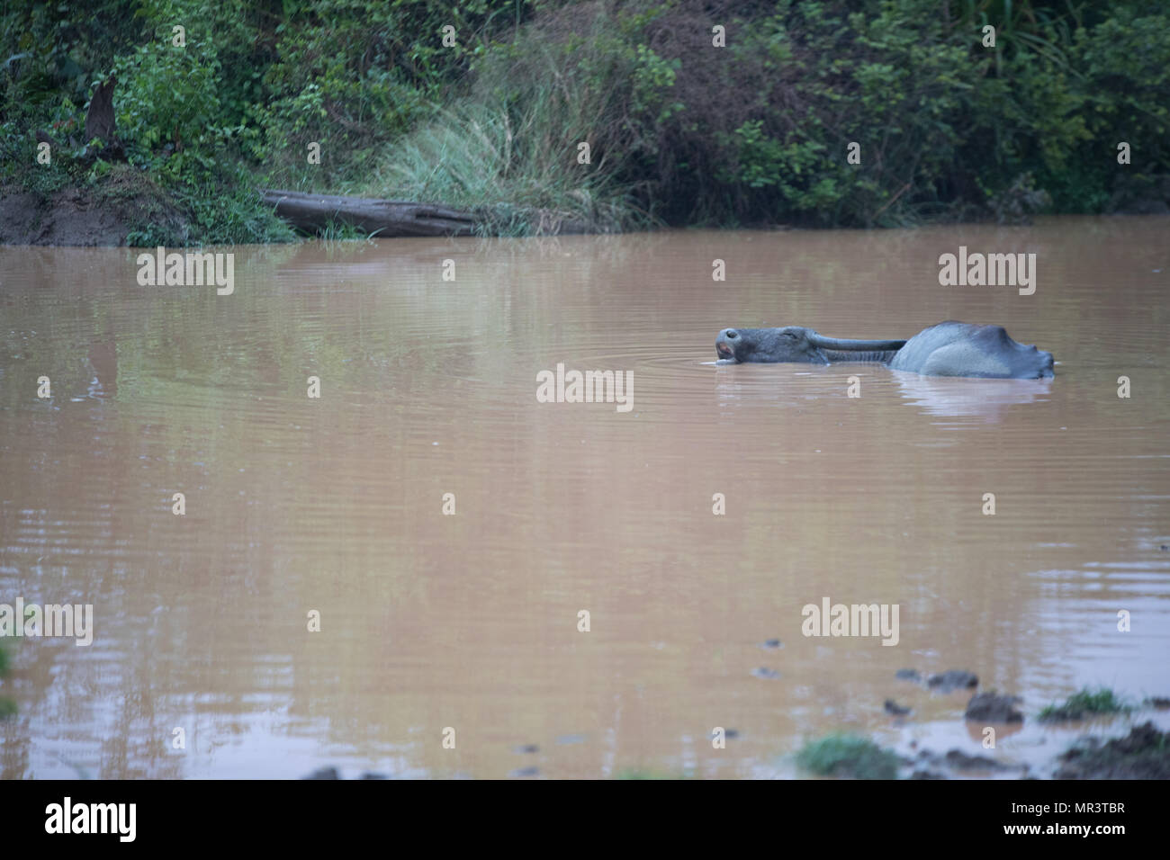 Buffalo lies in a small pond Stock Photo - Alamy