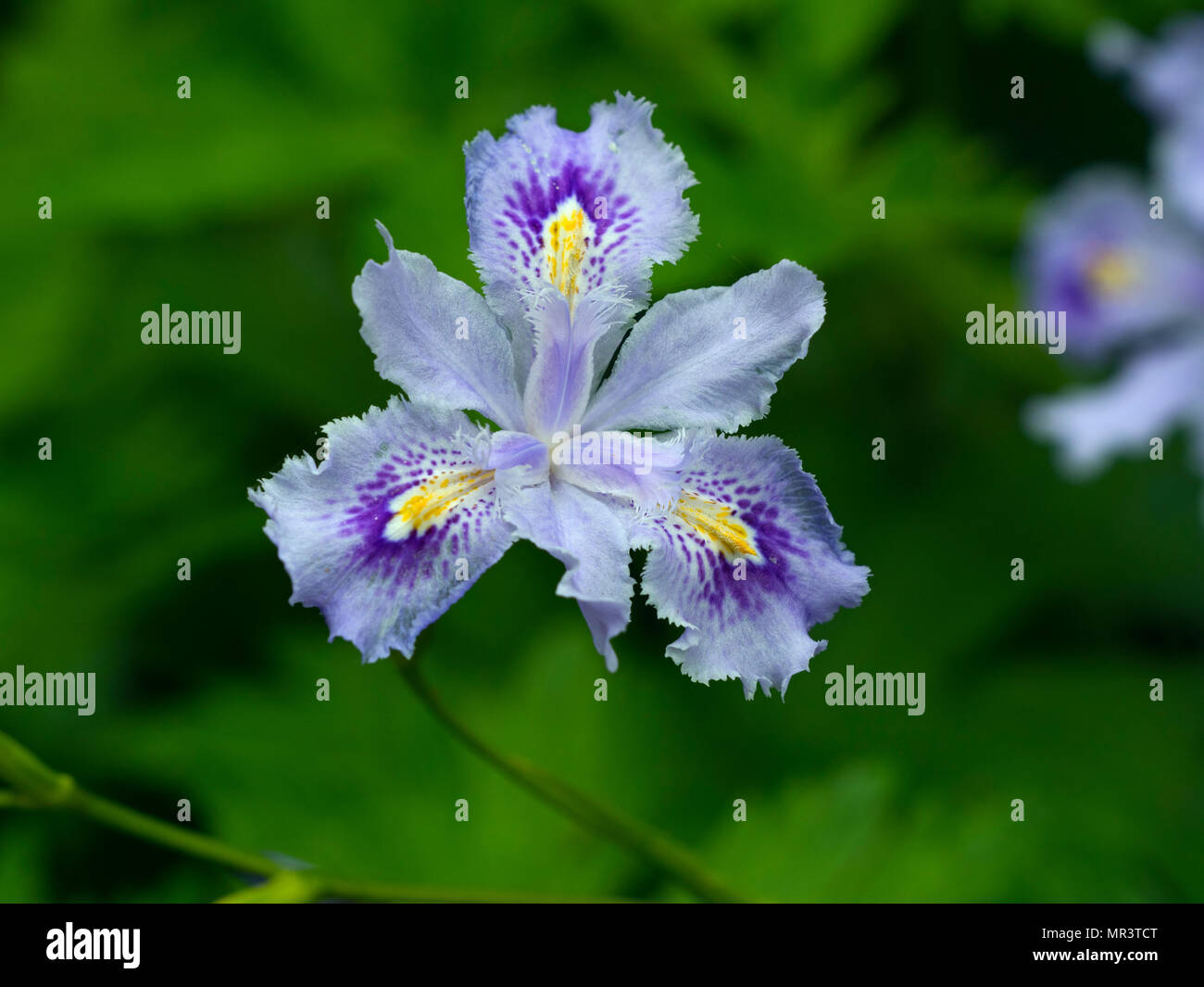 Ornamental Irises High Resolution Stock Photography and Images - Alamy