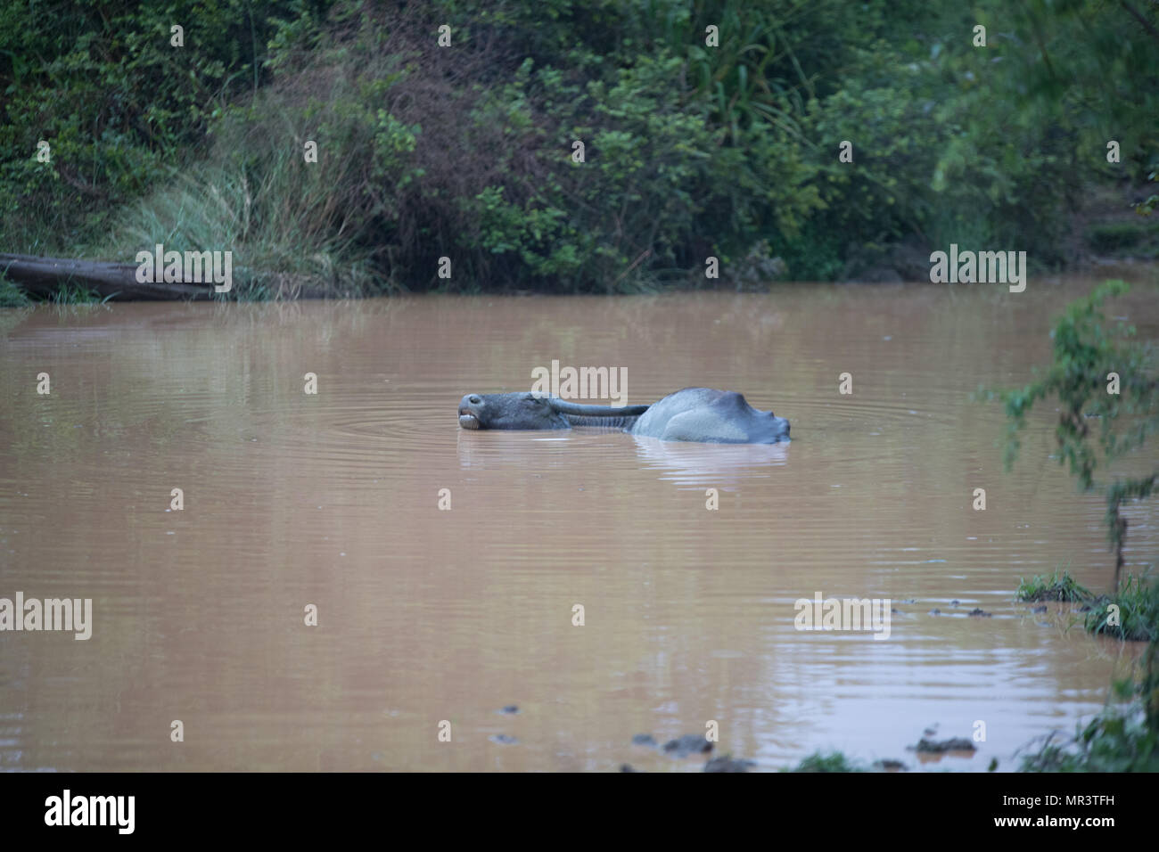 Buffalo lies in a small pond Stock Photo - Alamy