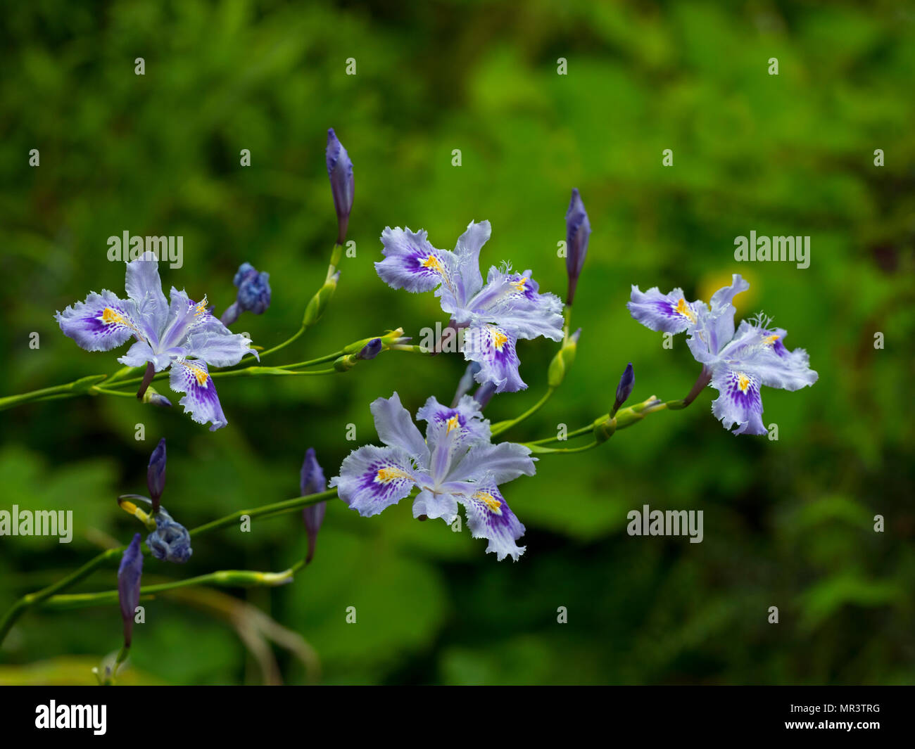 Iris confusa also known as the Bamboo iris Stock Photo - Alamy