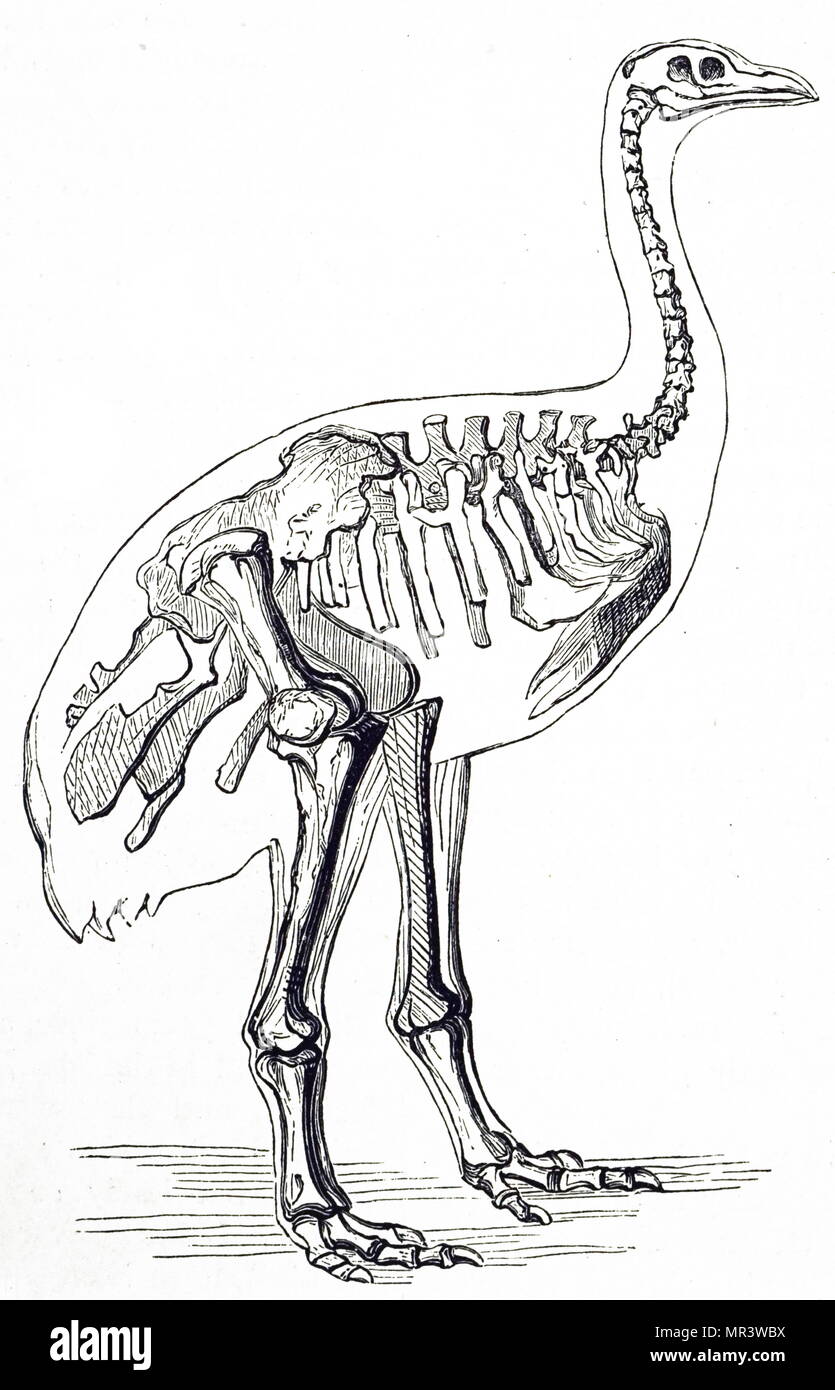 Moa Bird Skeleton