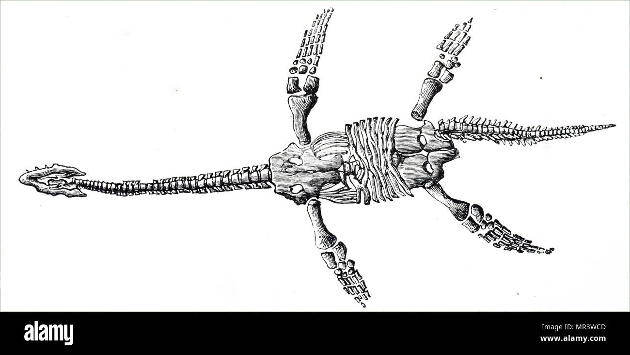 Plesiosaurus hi-res stock photography and images - Alamy