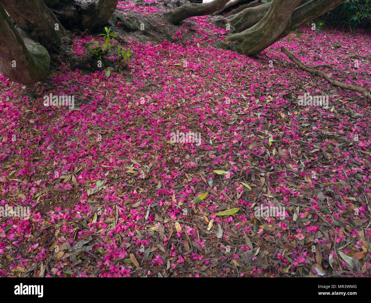 Fallen flowers hi-res stock photography and images - Alamy