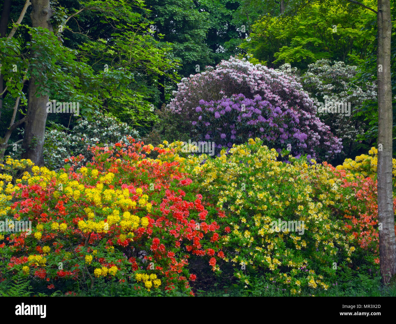 Mature rhododendrons hi-res stock photography and images - Alamy