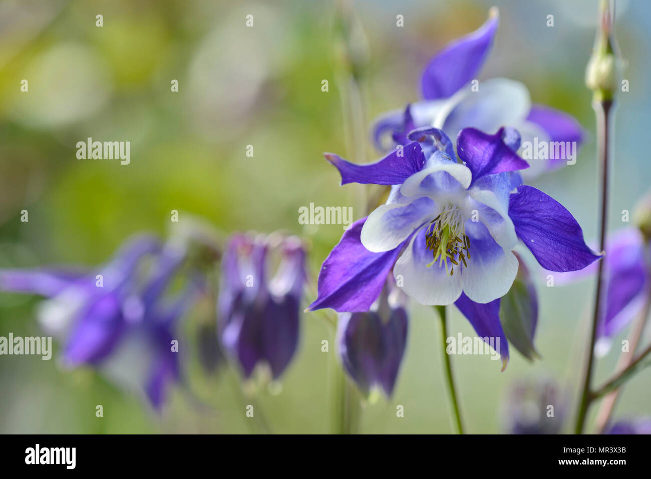 Columbine blooming hi-res stock photography and images - Alamy
