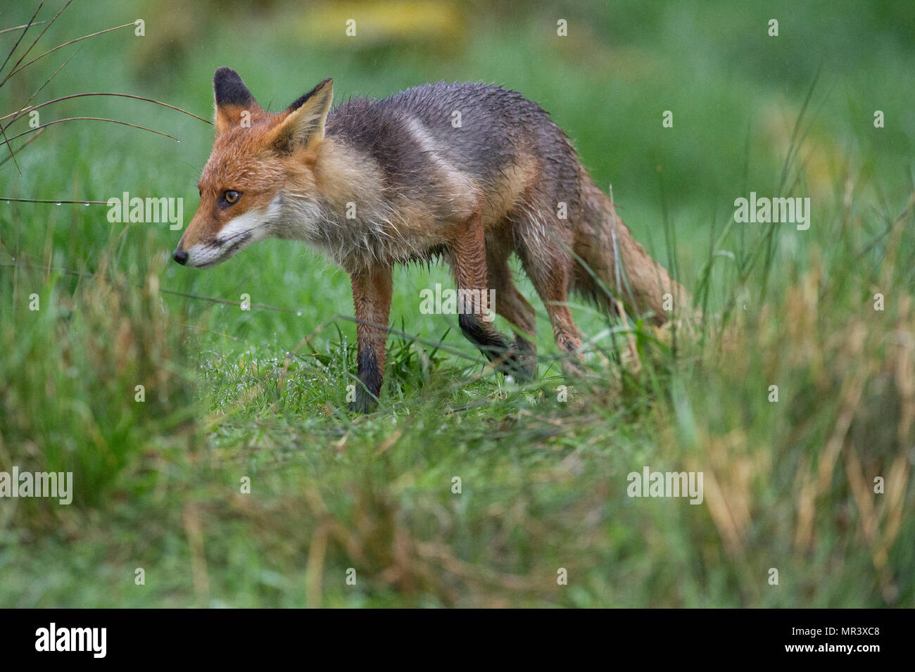 A Fox (Vulpes vulpes) searching food in the evening rain Stock Photo ...