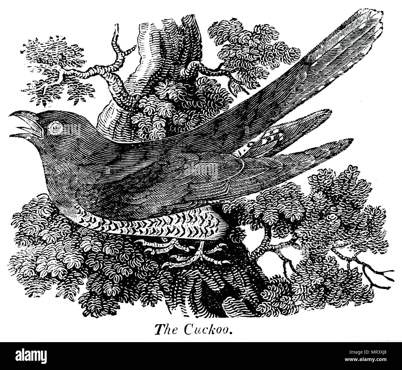 Engraving depicting the Cuckoo bird, one of a number of birds and ...